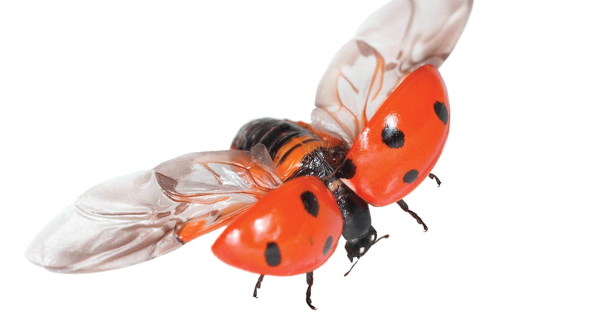Ladybug wings may hold key to scientific advancements | Modern Healthcare