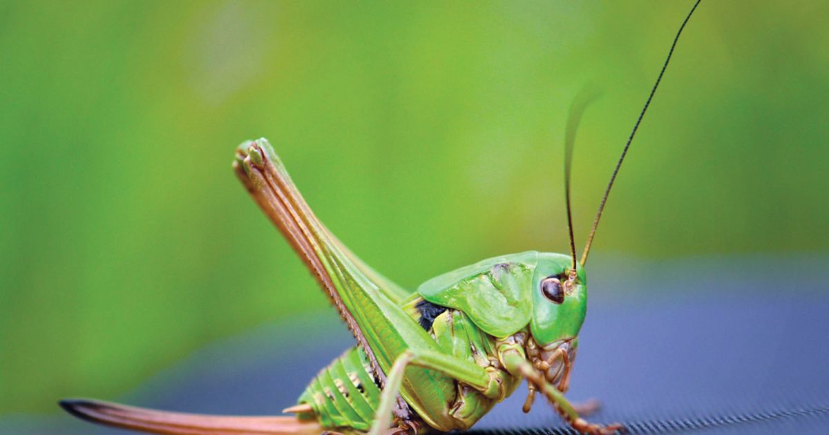 Bugs may hold secret to better hearing aids | Modern Healthcare