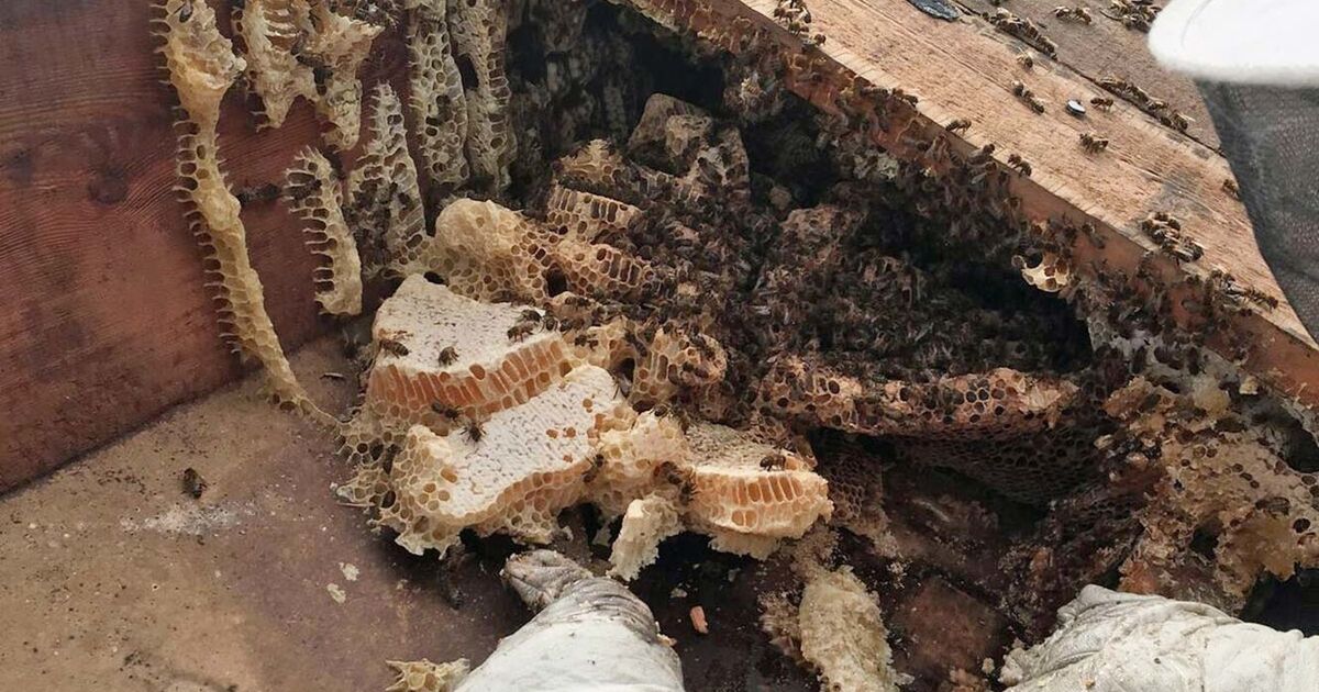 Bees bring sweet discovery at Welsh hospital | Modern Healthcare