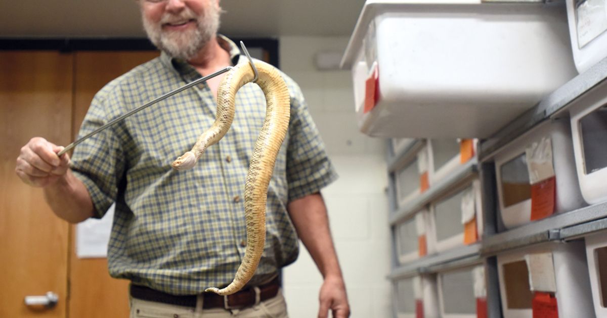 Does snake venom hold the key to curing cancer? | Modern Healthcare